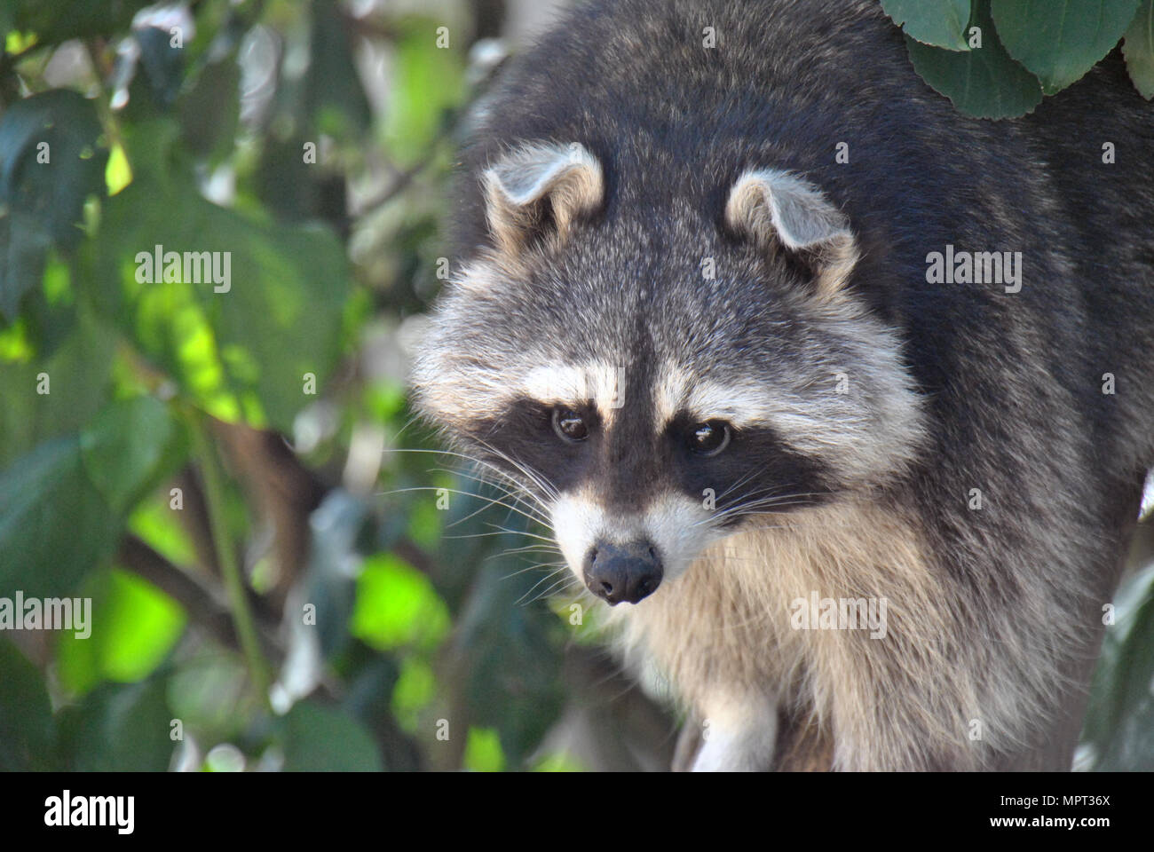 Racoon waiting in a tree Stock Photo - Alamy