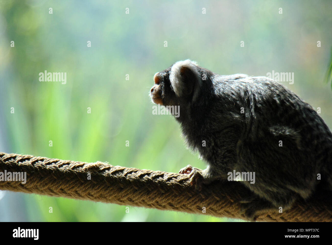 Cute little marmoset monkey looking out at the world Stock Photo - Alamy