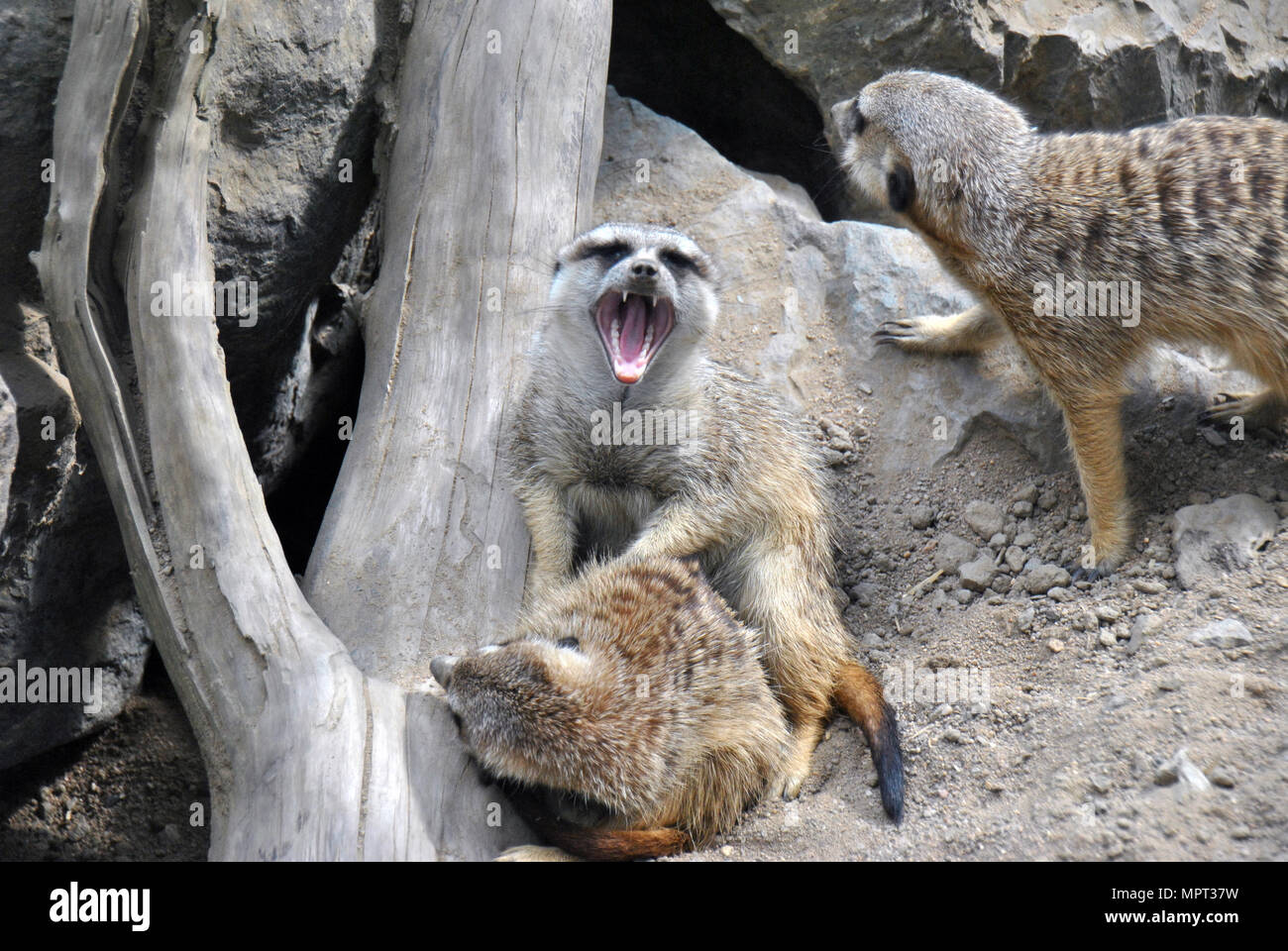 Meerkat yawning while playing with a family member, showing it`s teeth ...