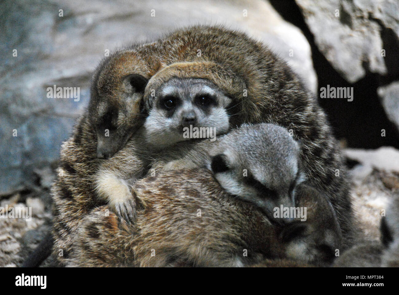 Bunch of a meerkat family cuddling on top of each other Stock Photo - Alamy