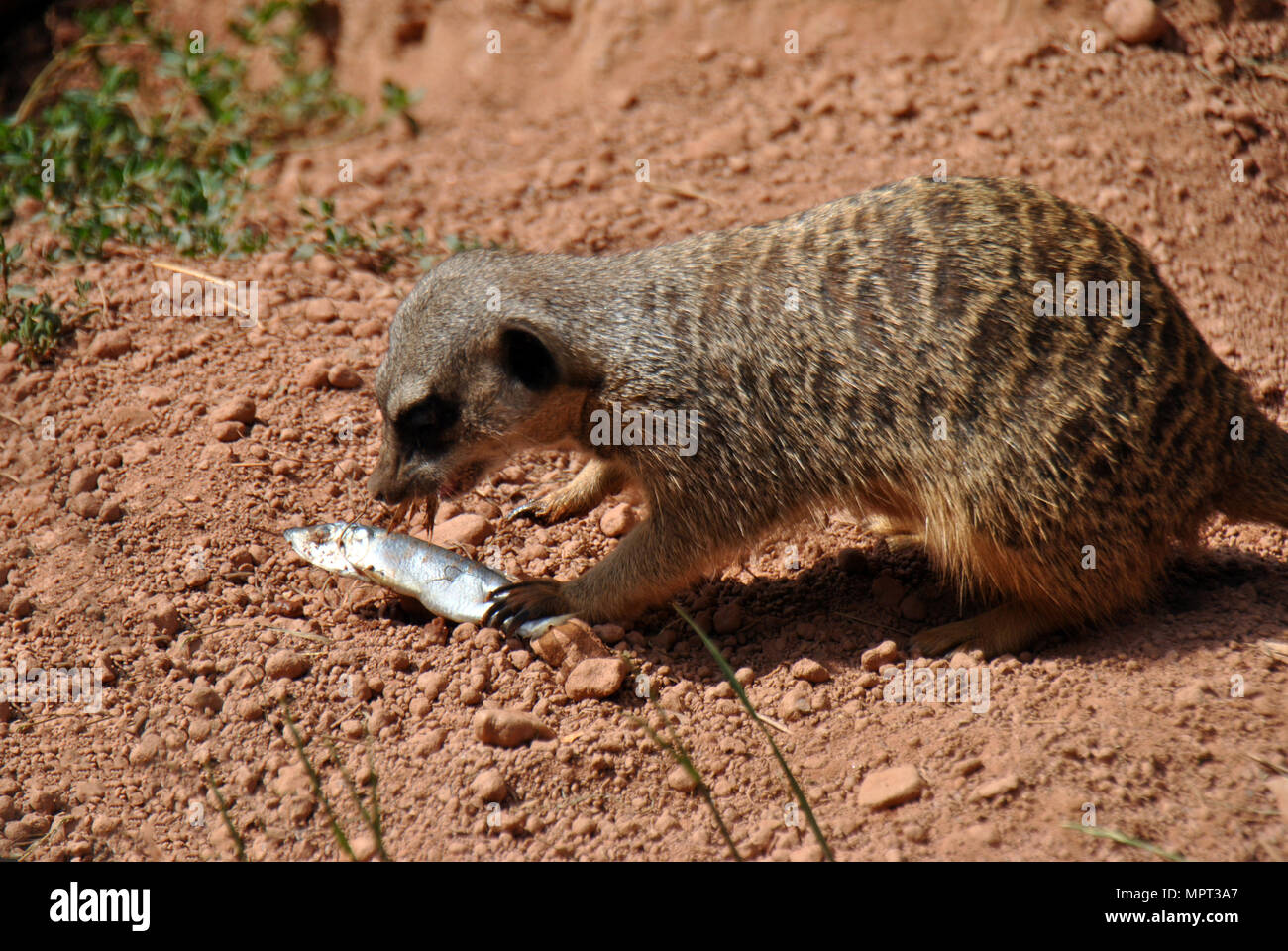 Meerkat having lunch, feeding on a small fish Stock Photo - Alamy