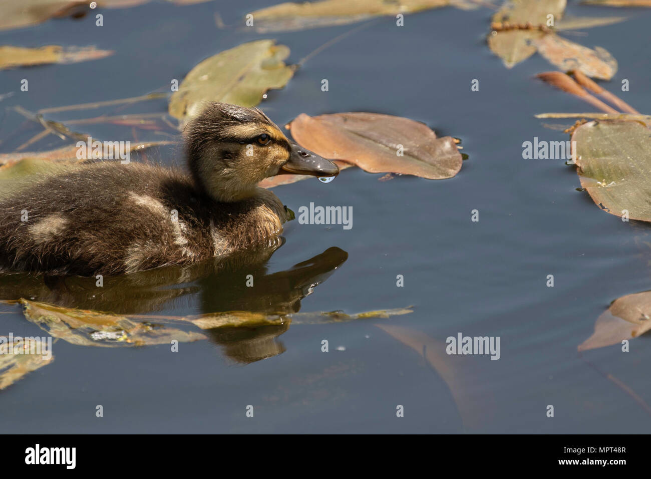 Mallard Duckling swimming on a lake Stock Photo - Alamy