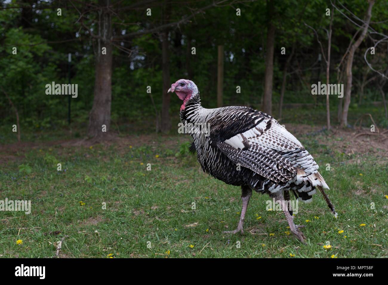 A turkey walking outdoors Stock Photo - Alamy