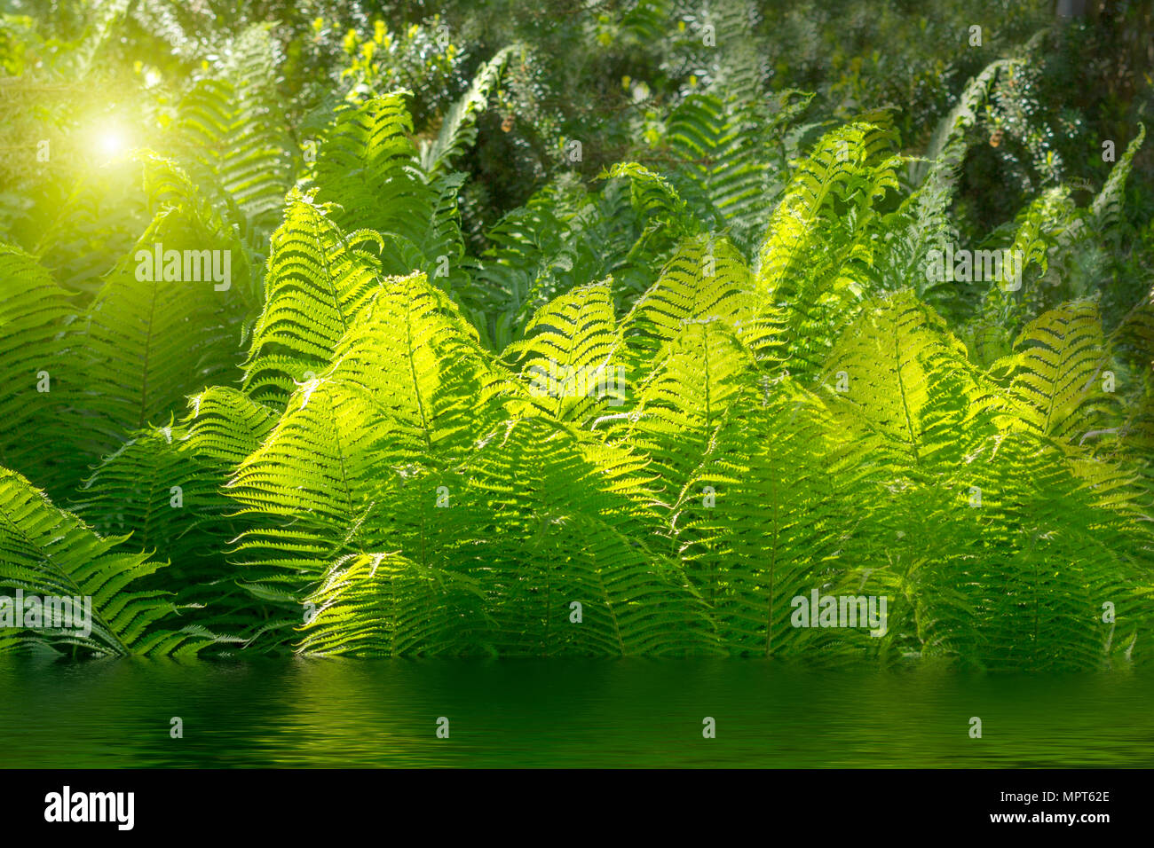 Beautiful ferns with green foliage green flower fern background in ...