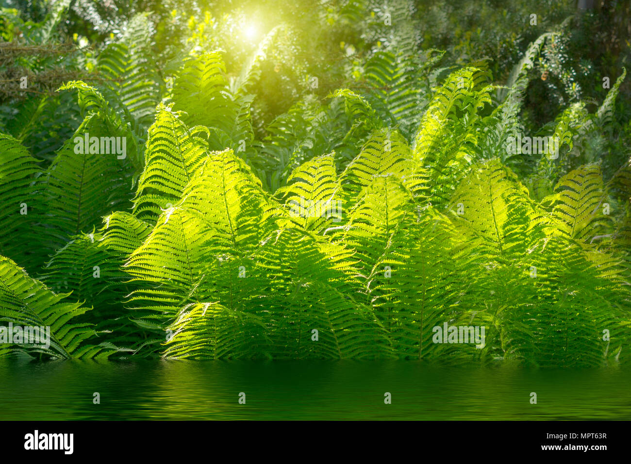 Ferns farne hi-res stock photography and images - Alamy