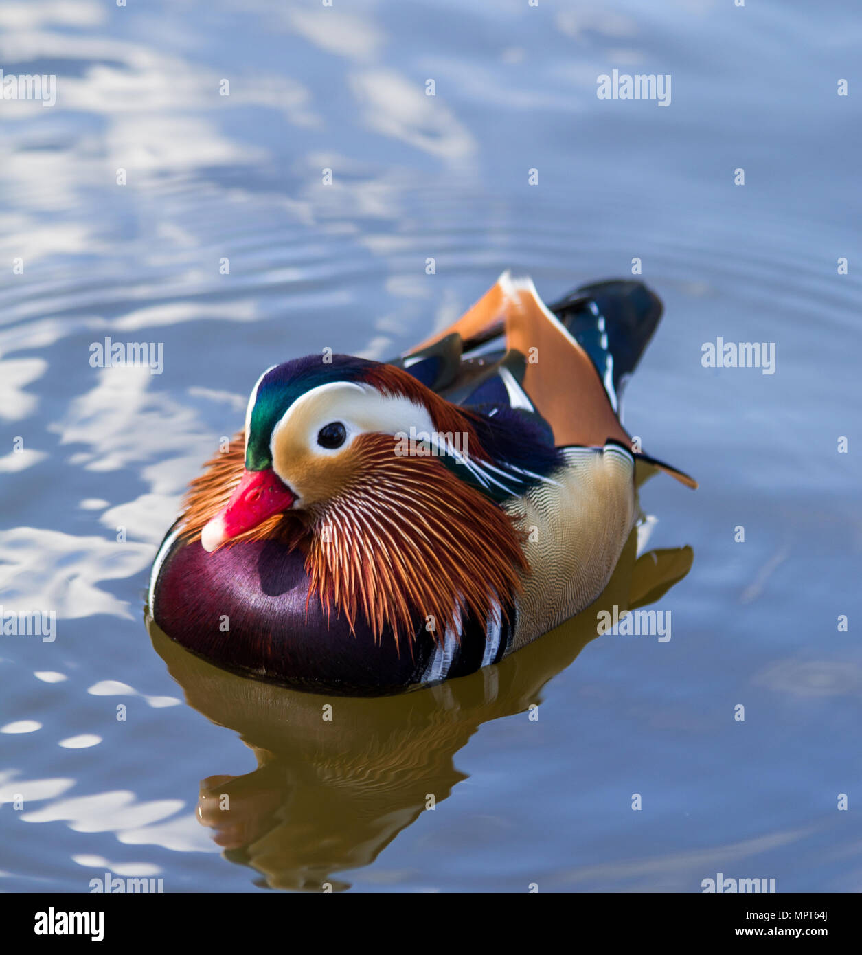 Male Mandarin Duck High Resolution Stock Photography and Images - Alamy