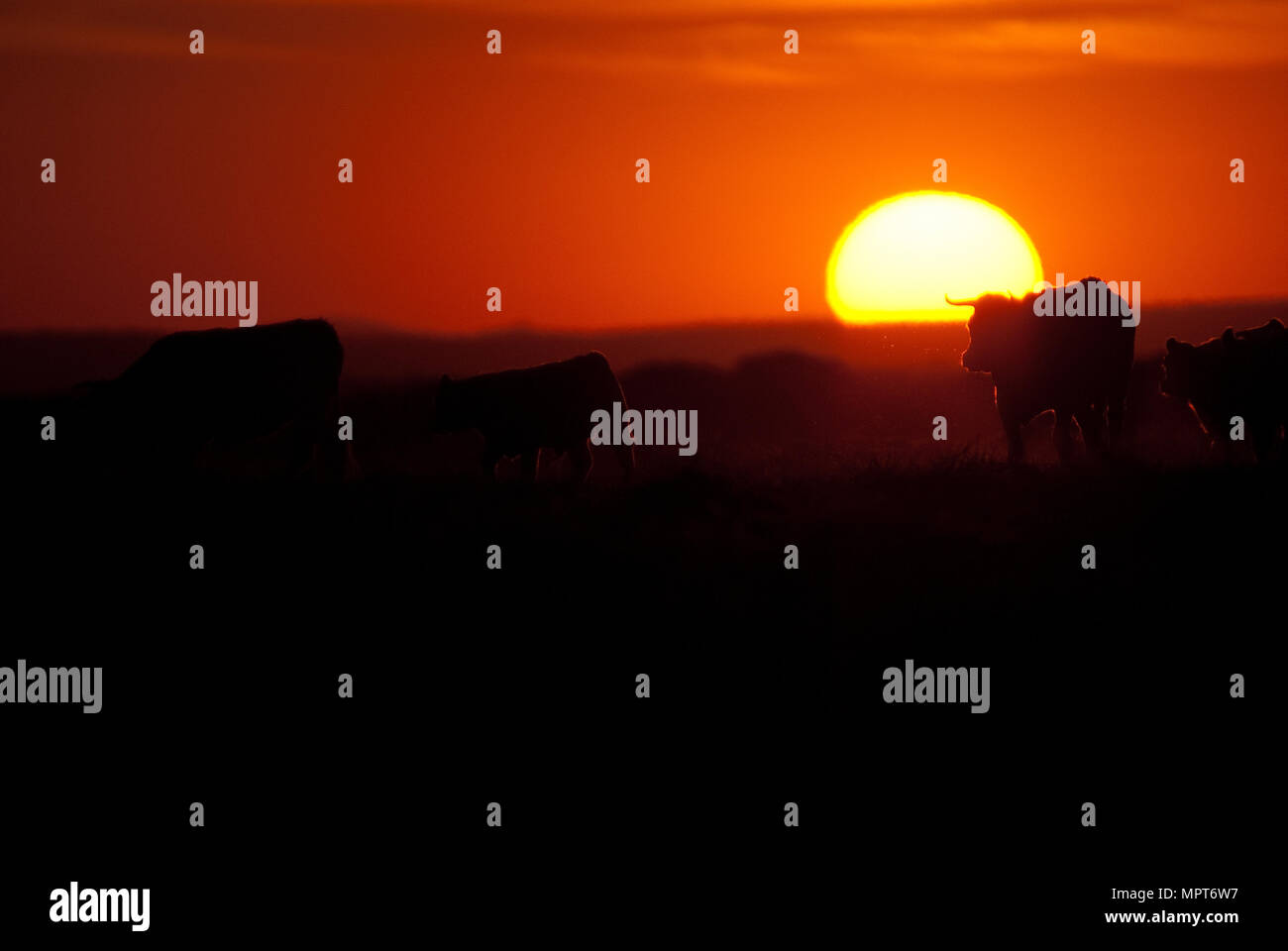 Cattle ranch sunset hi-res stock photography and images - Alamy