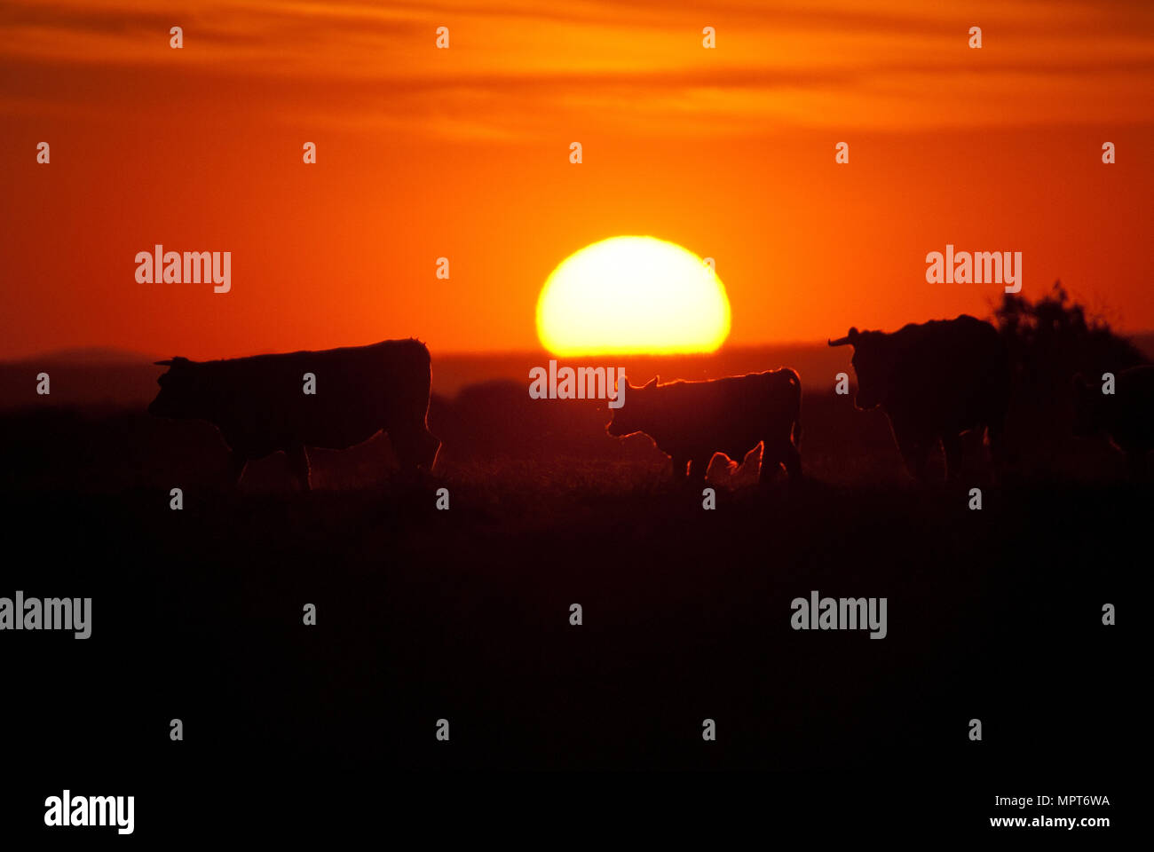 Cows on ranch at sunset, backlight Stock Photo - Alamy
