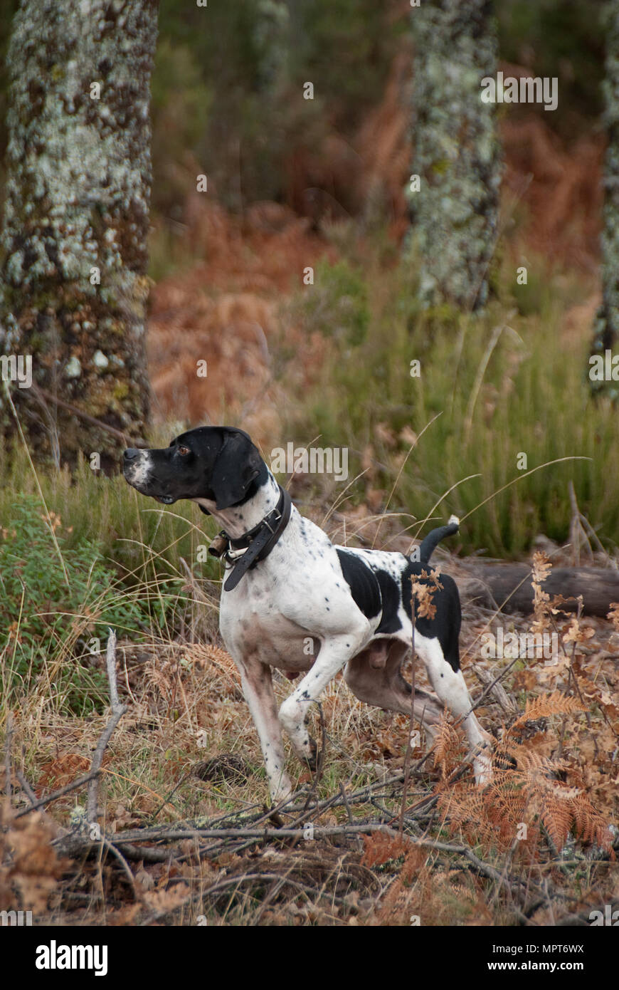 English Pointer Pointing
