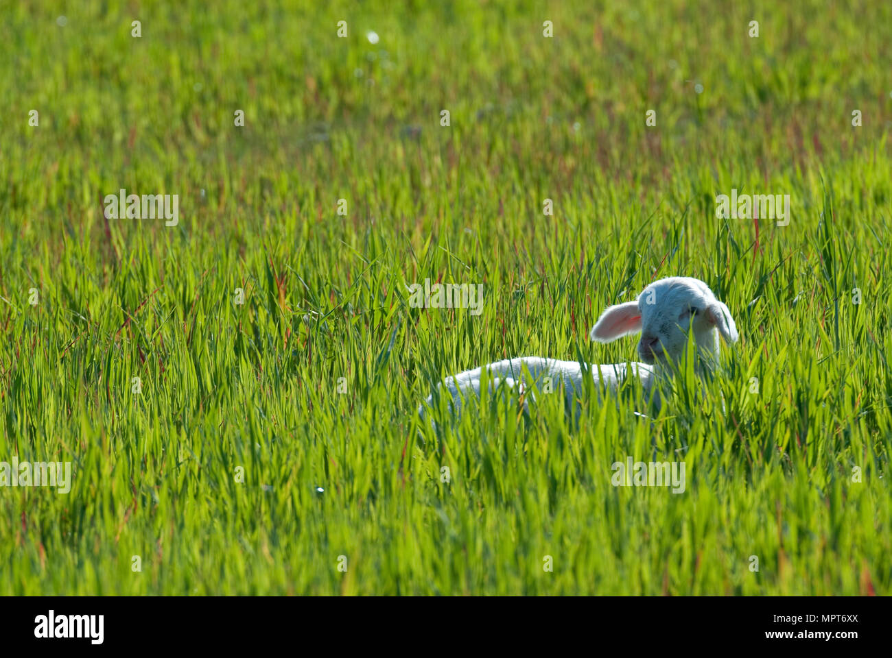 Adorable little lamb hi-res stock photography and images - Alamy