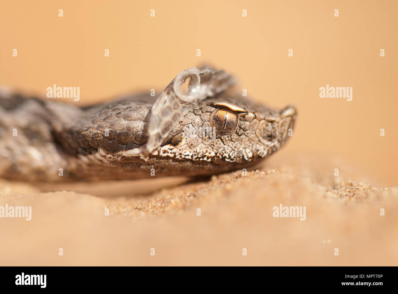 Rattlesnake skin pattern hi-res stock photography and images - Alamy