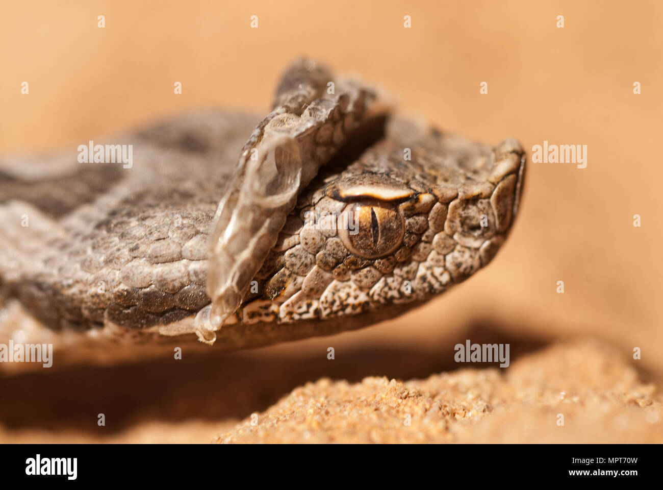 Portrait of a snout viper changing its skin, Vipera latastei, A Lataste ...