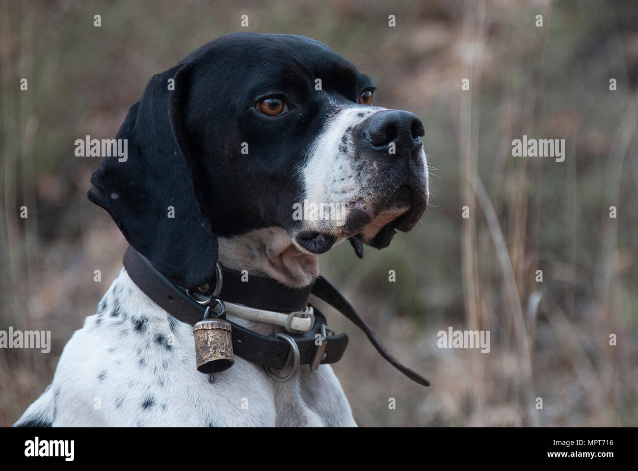 Pheasant hunting hi-res stock photography and images - Alamy