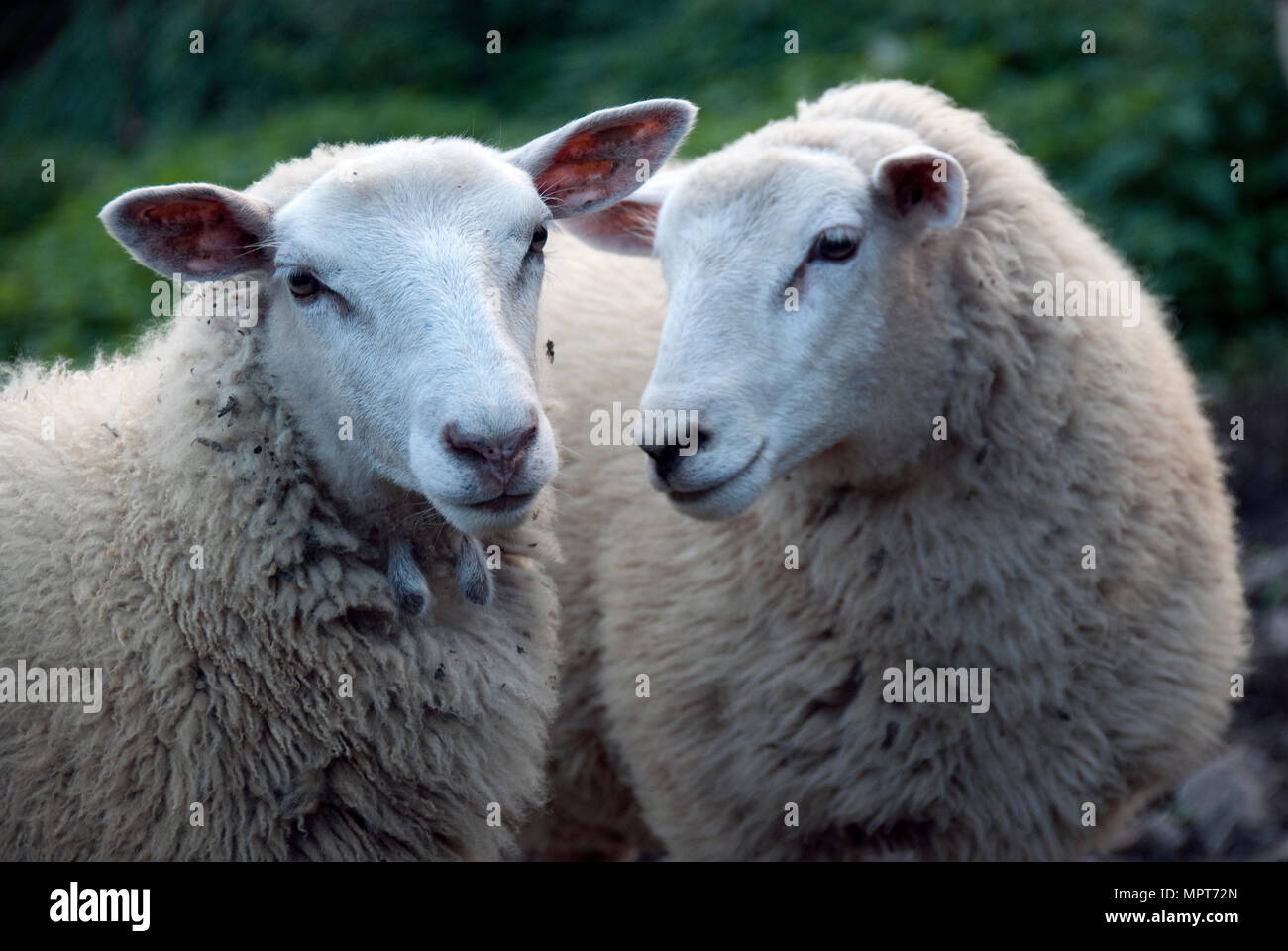 Portrait of sheep with wool Stock Photo - Alamy