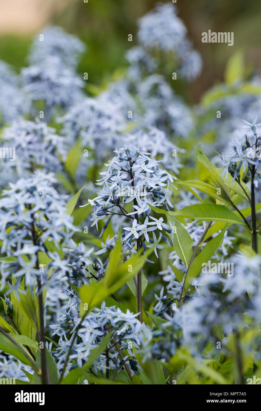 Amsonia tabernaemontana var. salicifolia. Eastern blue star flowers in ...