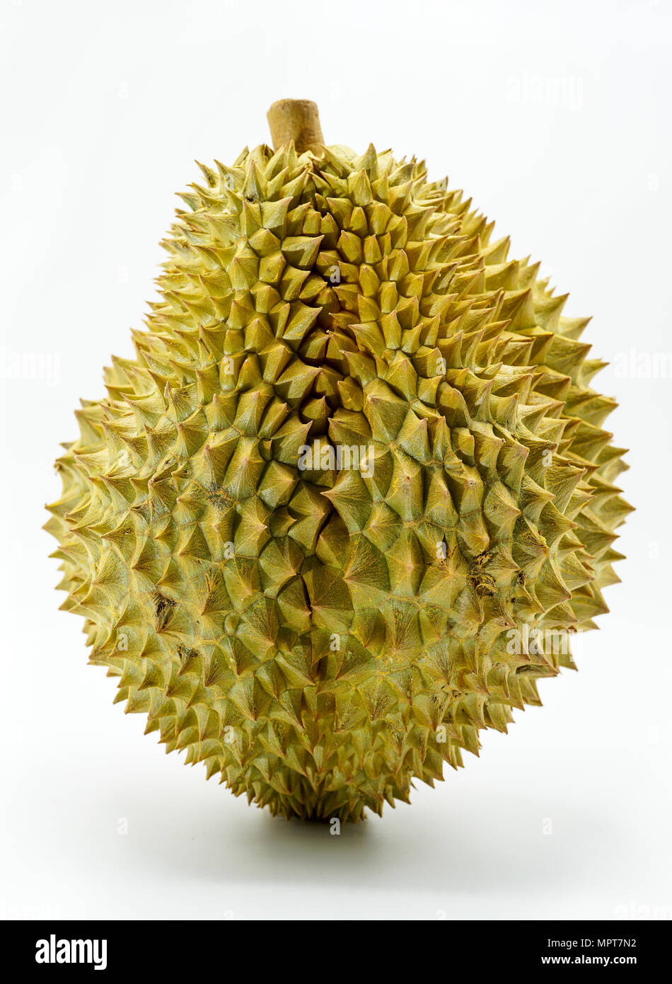 Fresh Cut Monthong Durian on white background,closeup view of Durian ...