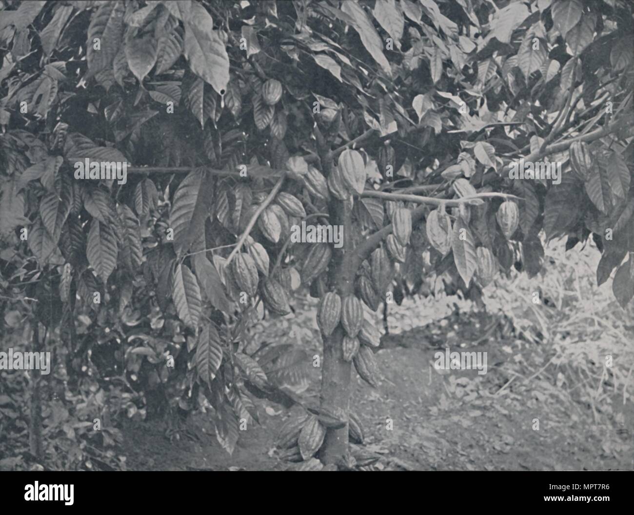 J s fry hi-res stock photography and images - Alamy