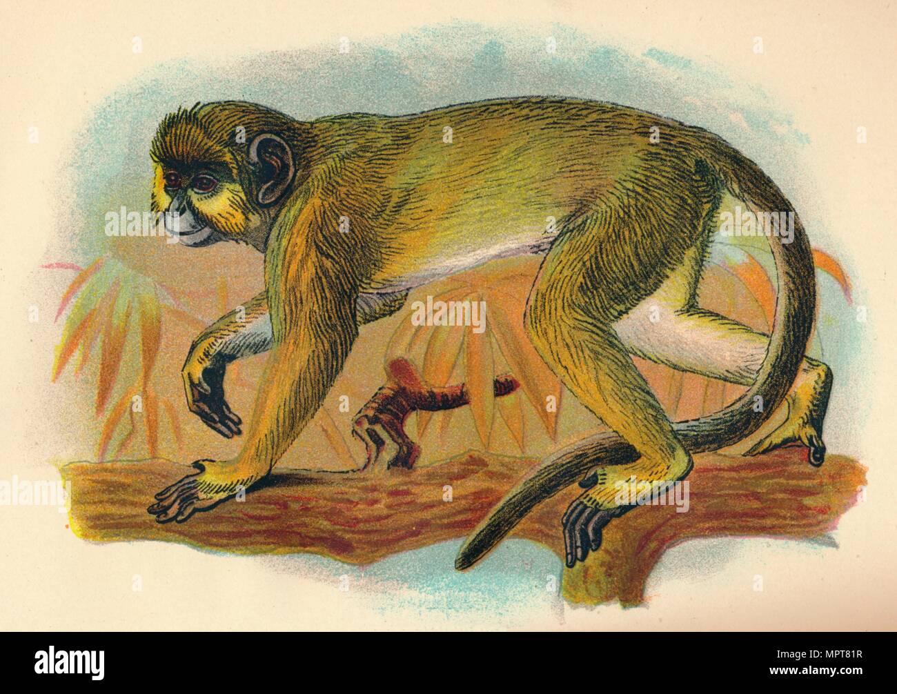 Talapoin High Resolution Stock Photography and Images - Alamy