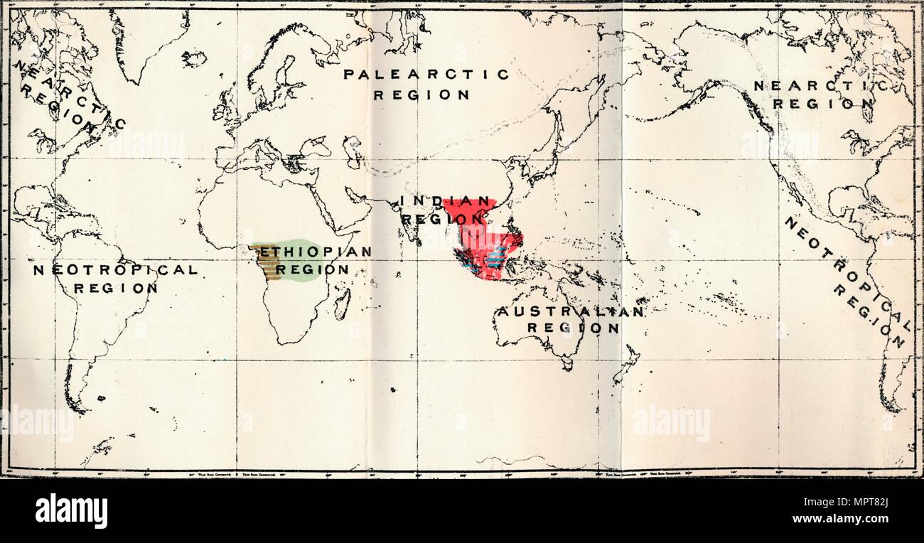 Anthropopithecus High Resolution Stock Photography and Images - Alamy