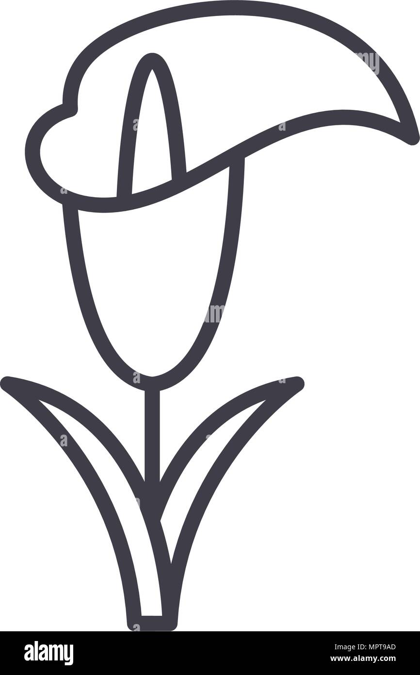 Calla lily line icon concept. Calla lily flat vector sign, symbol ...