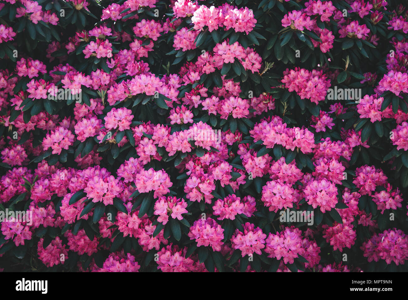 Rhododendron park germany people hi-res stock photography and images ...