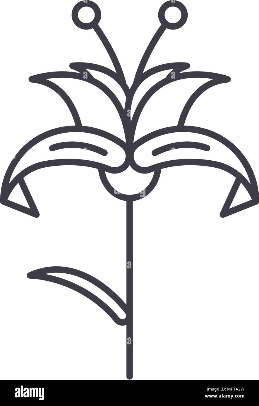 Pink lily of the valley Stock Vector Images - Alamy