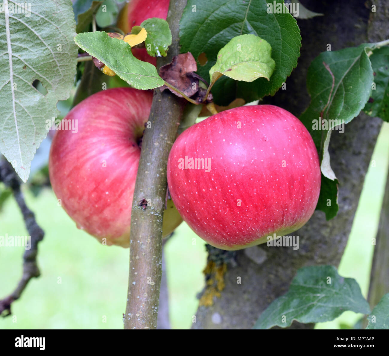 Wealthy apple hi-res stock photography and images - Alamy