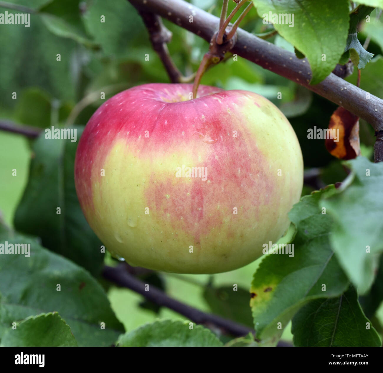 Wealthy, Apfel, Malus, domestica, Alte Apfelsorte Stock Photo - Alamy