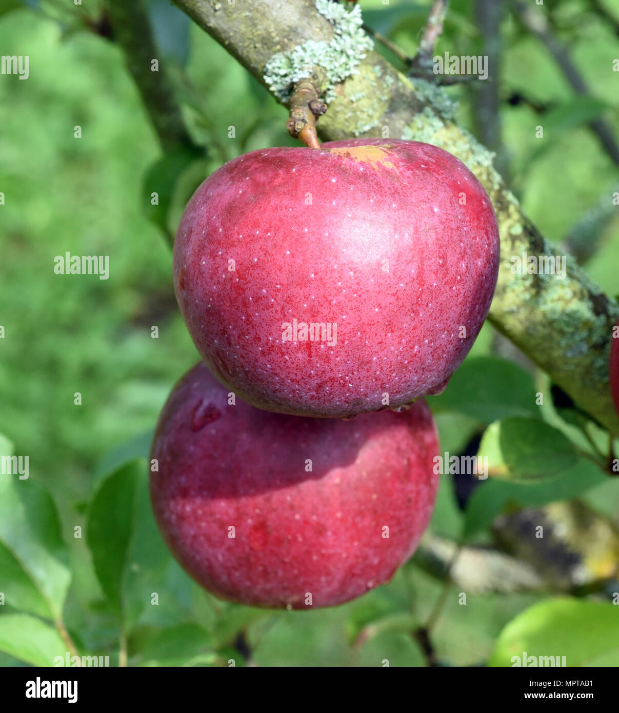 Malus domestica berner rosenapfel apple berner rosenapfel hi-res stock ...