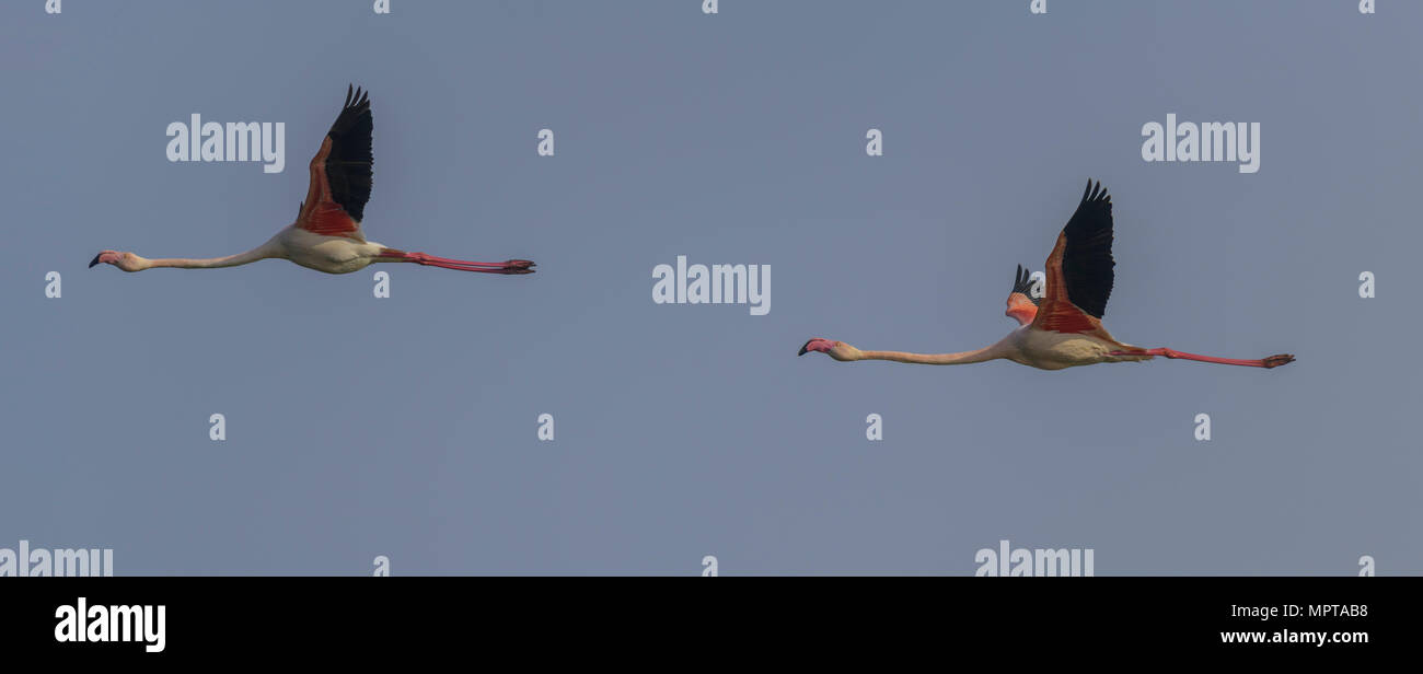 Two Greater flamingos (Phoenicopterus roseus), flying, Comacchio ...