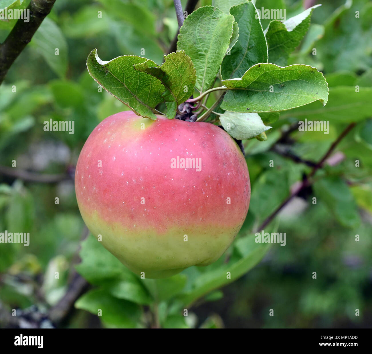 Dietzels Rosenapfel, Apfel, Malus, domestica, Alte Apfelsorte Stock ...