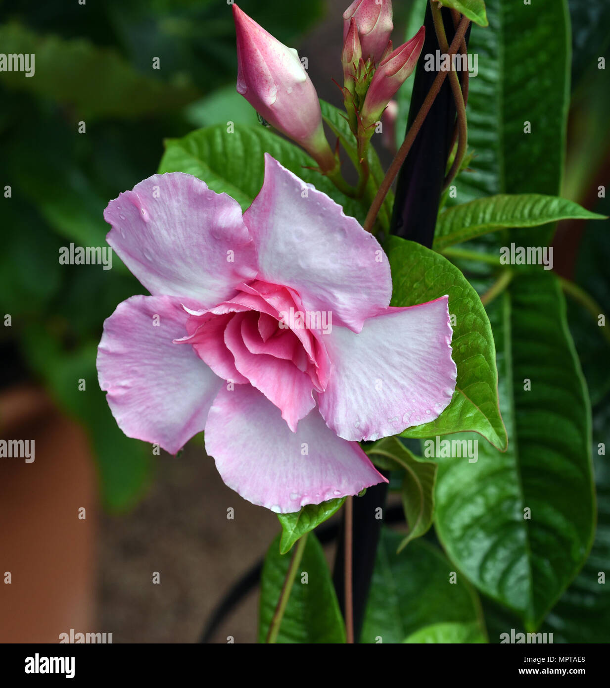 Dipladenia sanderi hi-res stock photography and images - Alamy