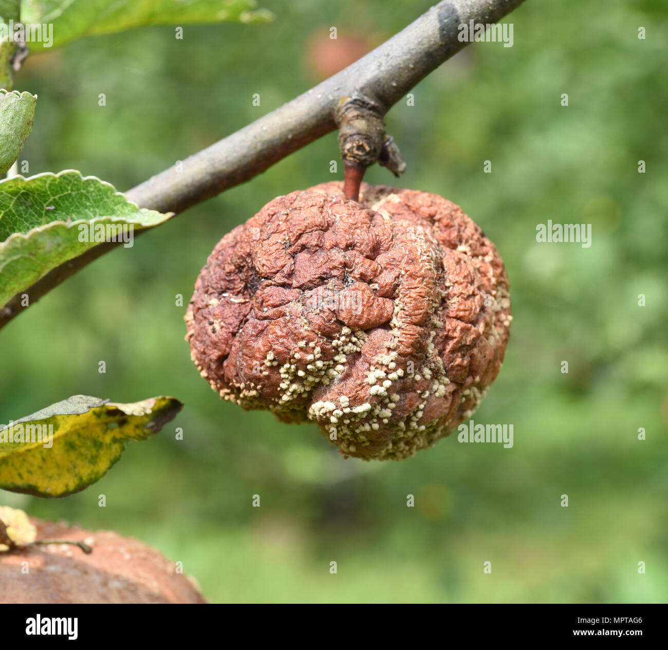 fauler, verfaulter, Apfel, Malus, domestica Stock Photo - Alamy