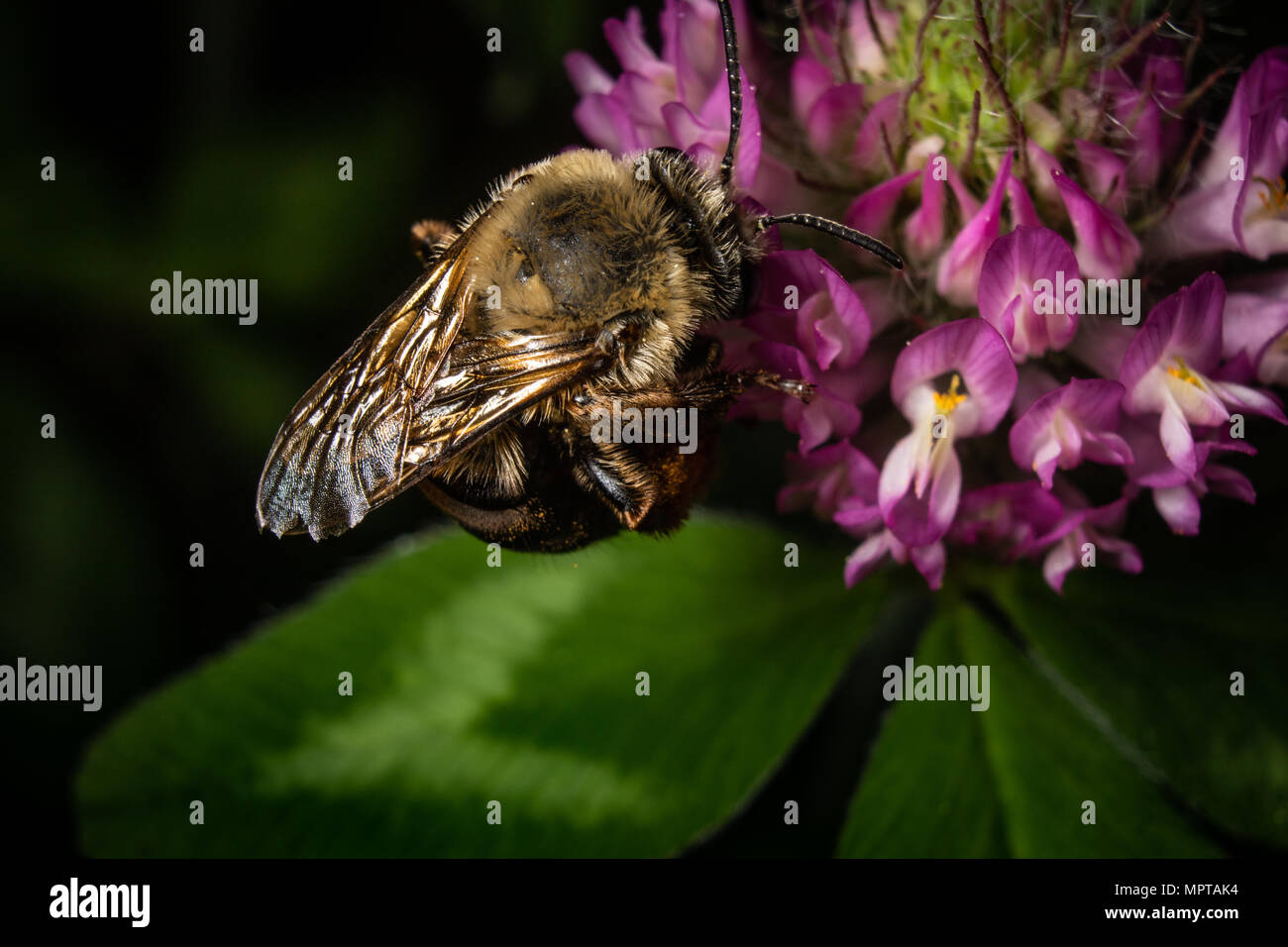 Red Clover Bee High Resolution Stock Photography and Images - Alamy