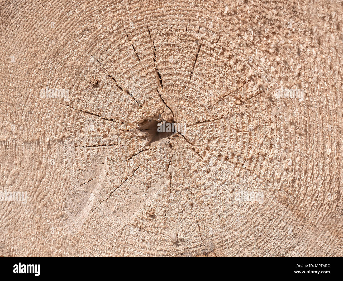 tree stump texture background Stock Photo - Alamy