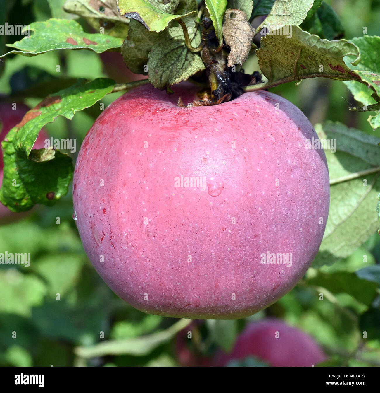 Himbeerapfel, Apfel, Malus, domestica, Alte Apfelsorte Stock Photo - Alamy