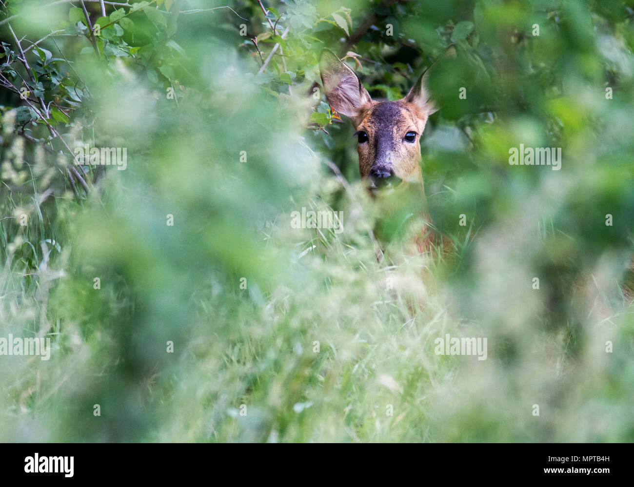 European roe deer (Capreolus capreolus), looking through bushes, Lake ...