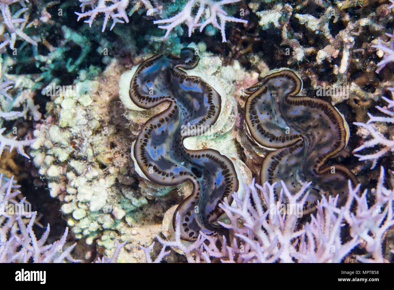 Two Giant Clams (Tridacna gigas) between stony coral, Hurghada, Egypt ...
