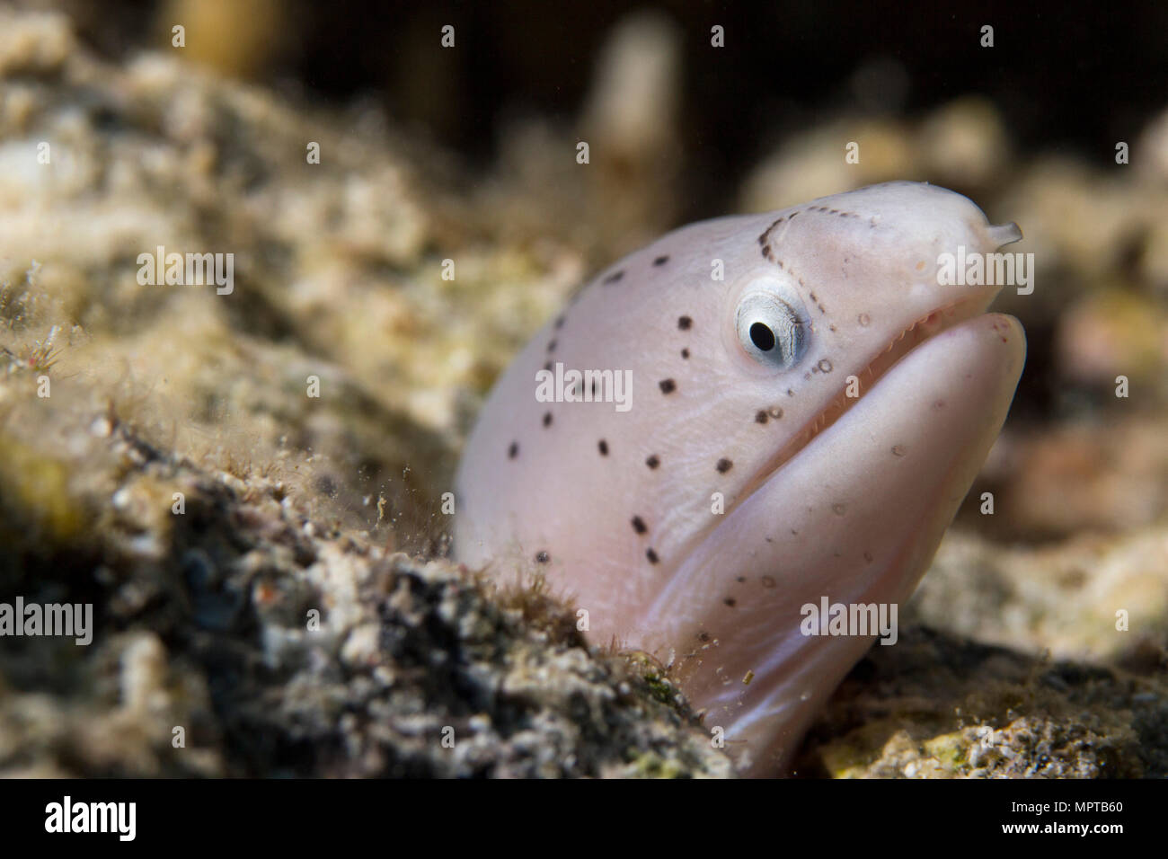 Geometric Moray (Gymnothorax griseus), Hurghada, Red Sea, Egypt Stock ...