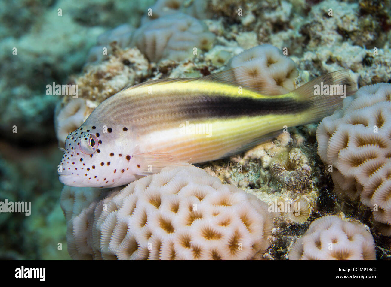 Black-sided hawkfish (Paracirrhites forsteri), black variety, guarding ...