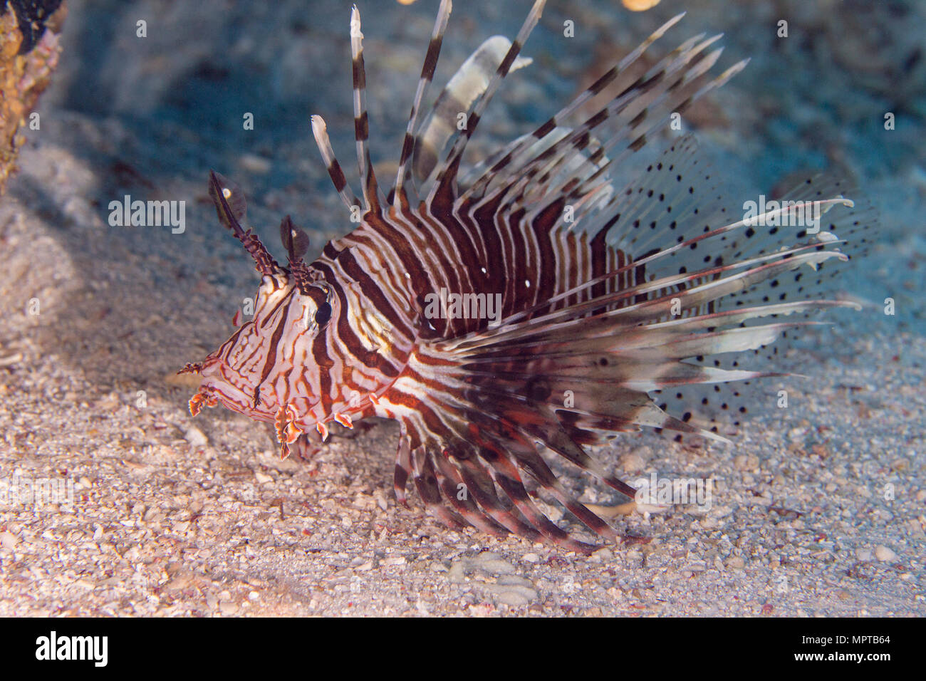 Common lionfish (Pterois miles), Abu Ramada, Red Sea, Egypt Stock Photo ...