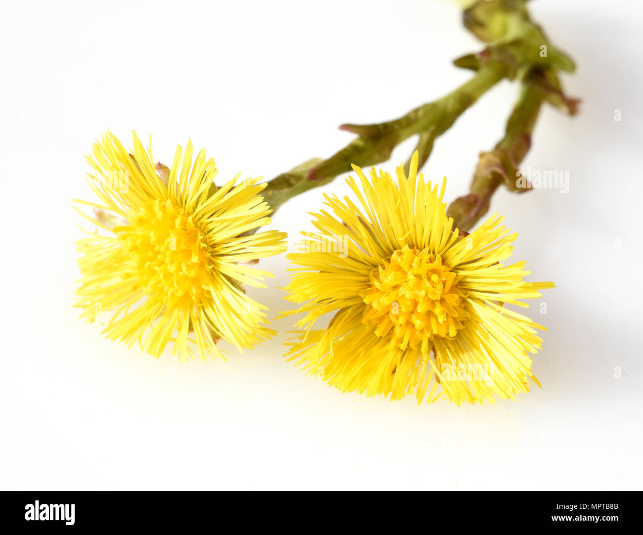 Huflattich, Tussilago, Farfara Stock Photo - Alamy
