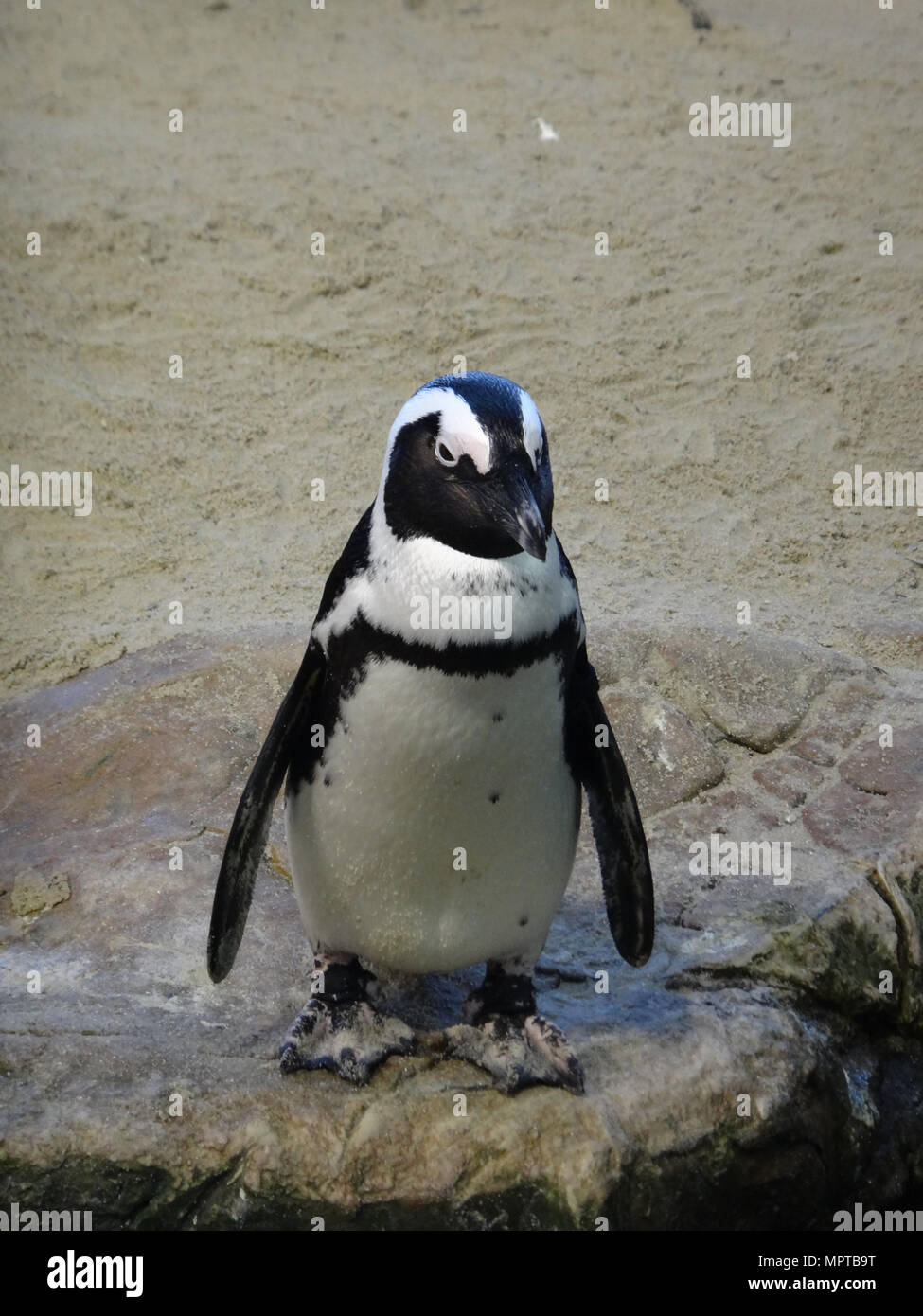 Closeup penguin beak hi-res stock photography and images - Alamy