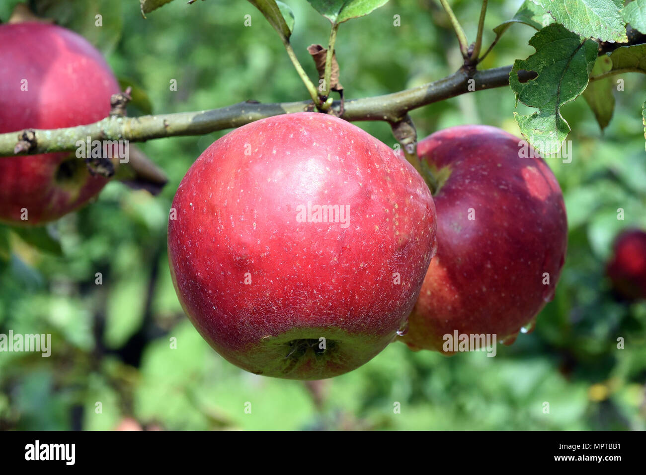 Malus 'cardinal' hi-res stock photography and images - Alamy