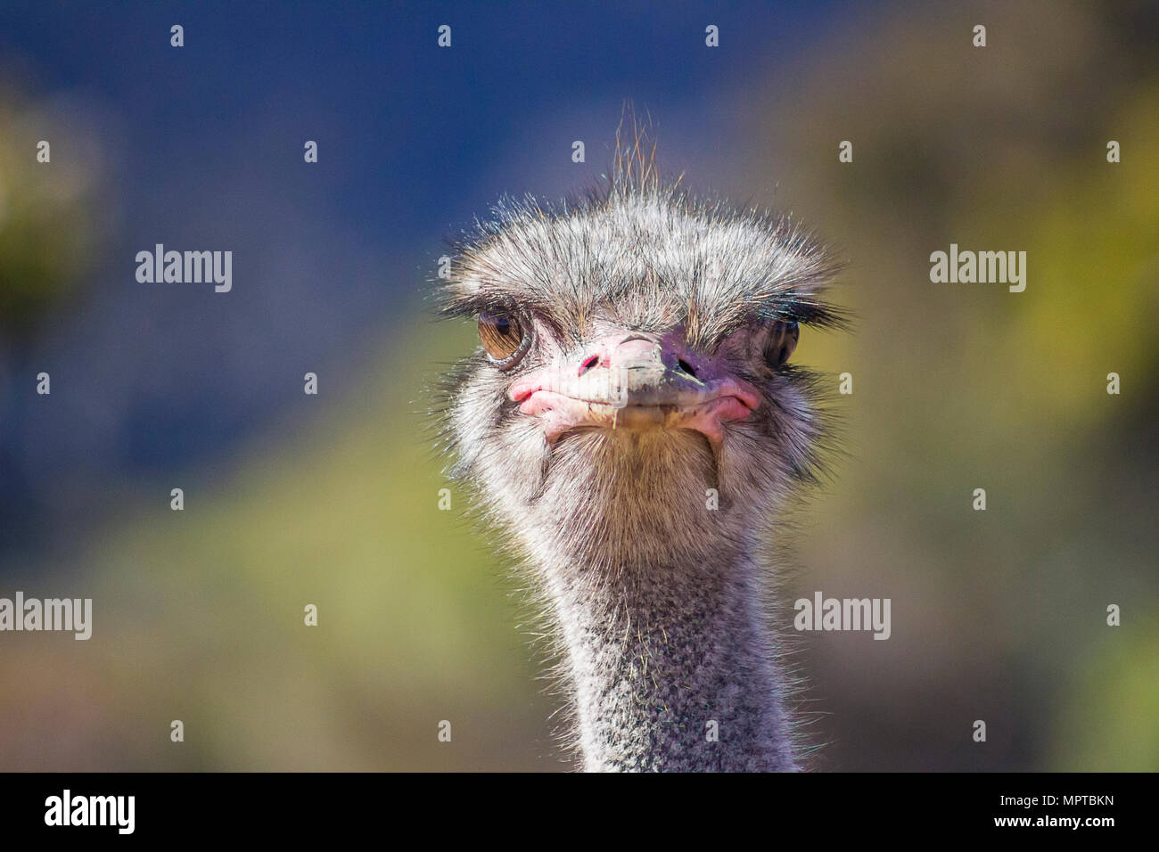 Ostrich head hi-res stock photography and images - Alamy