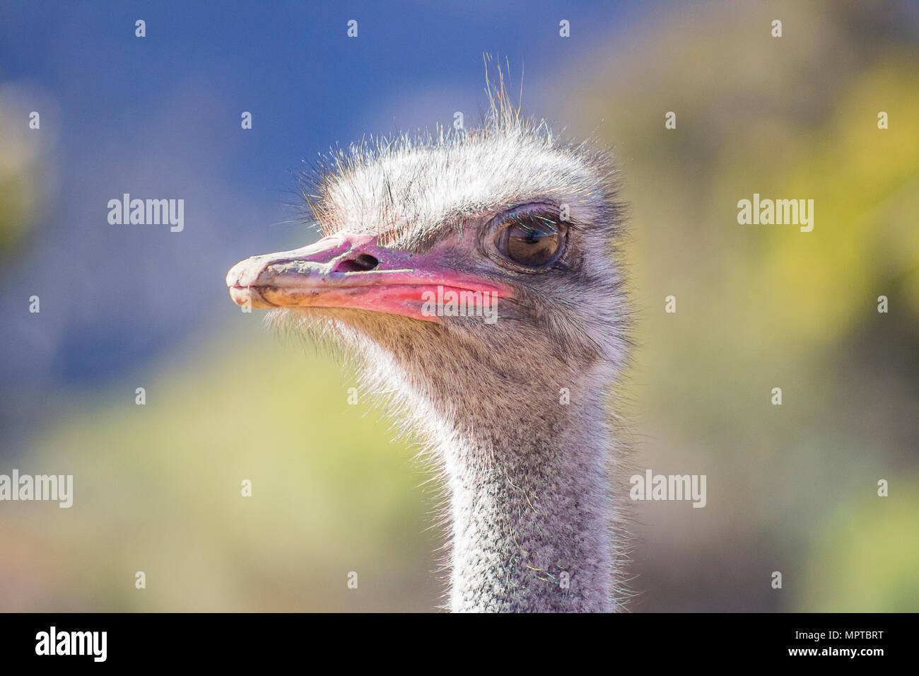 Close up of Ostrich at an angle with soft background Stock Photo - Alamy