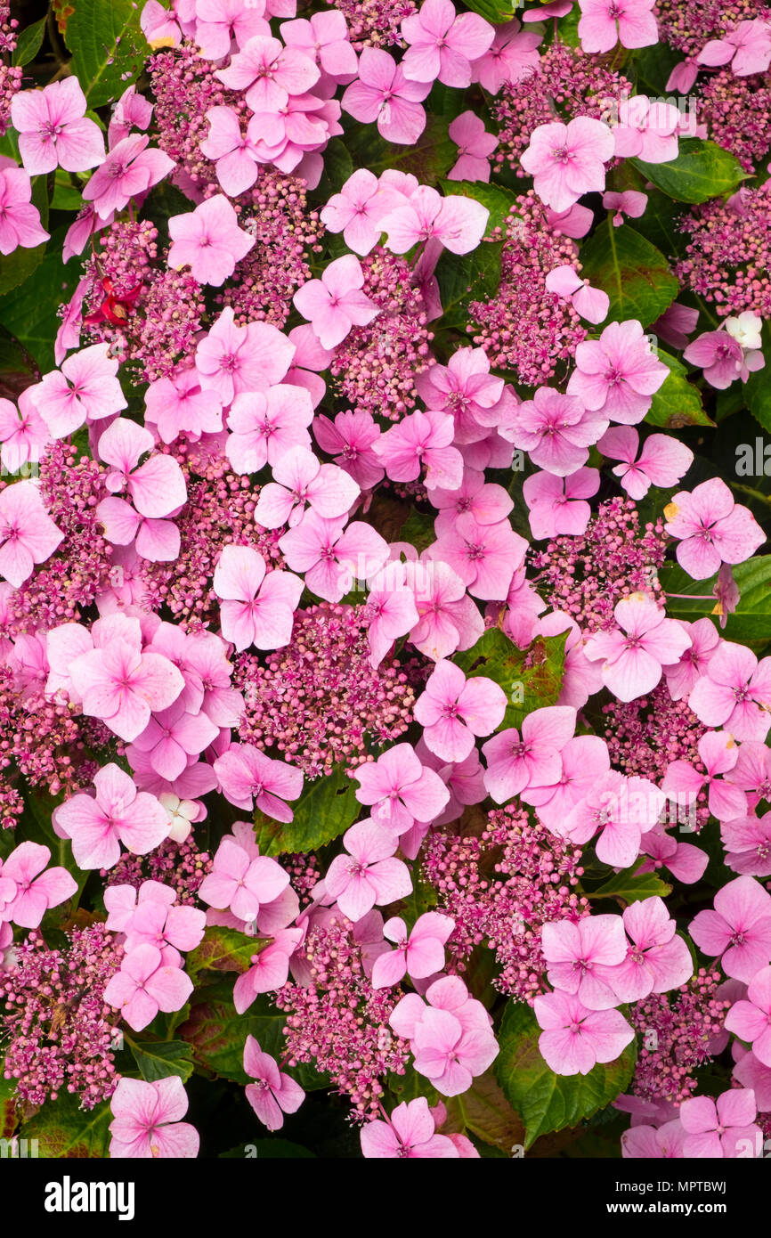 UK gardens. A beautiful summer full frame close up display of Hydrangea ...