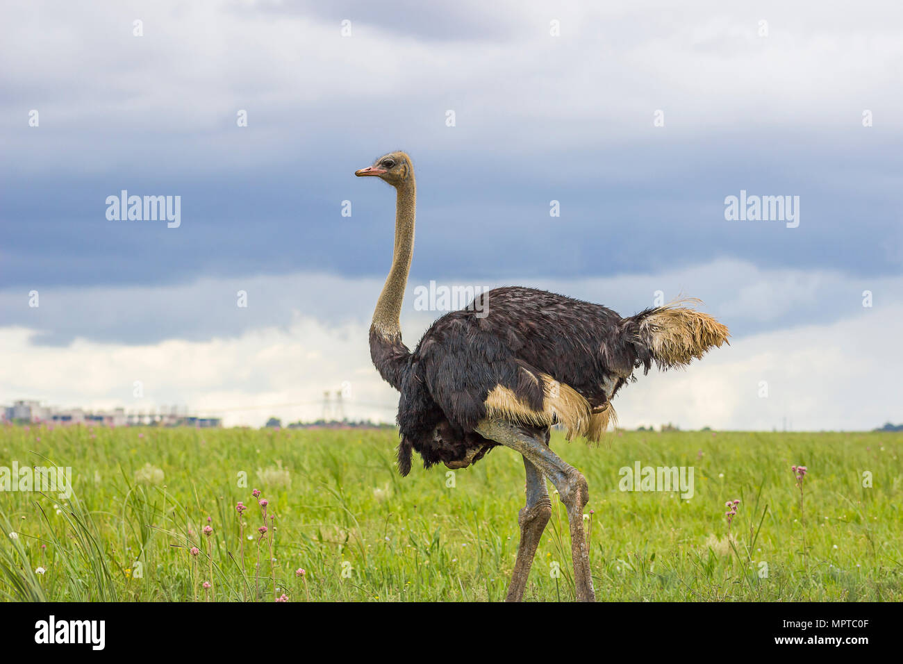 Ostrich blue eyes hi-res stock photography and images - Alamy