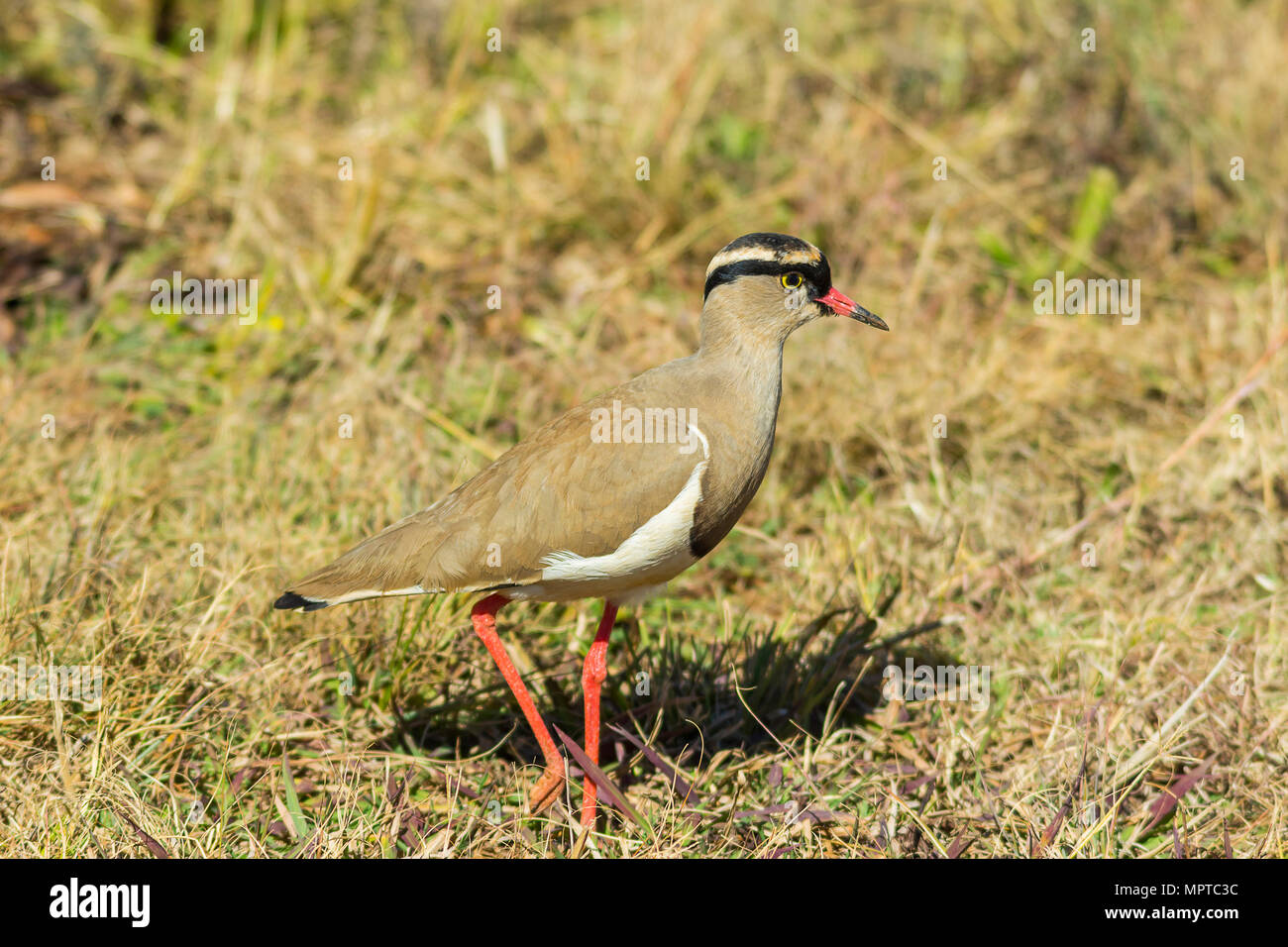 Crowned plover walking across dry grass Stock Photo - Alamy