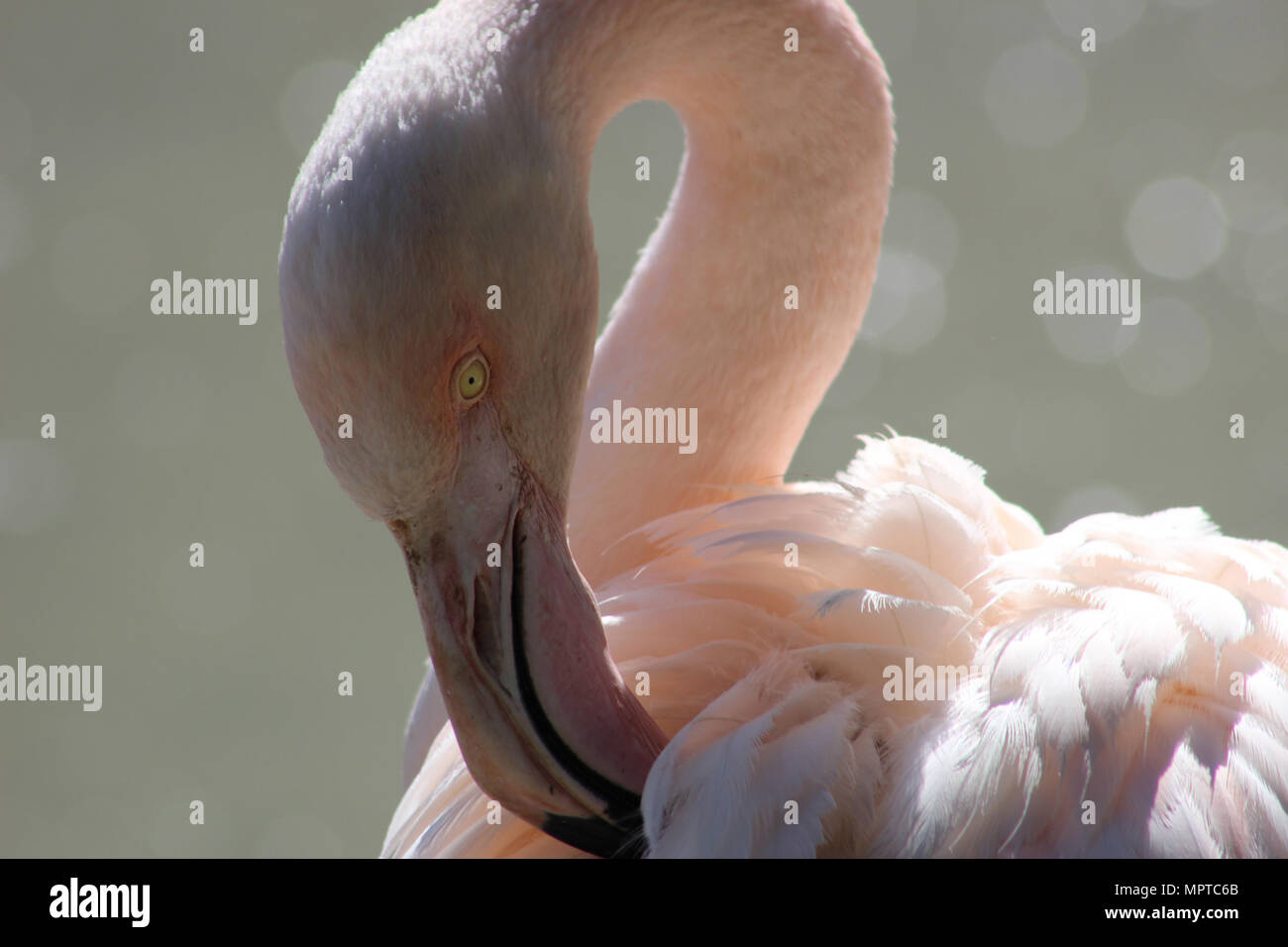 Flamingo beak hi-res stock photography and images - Alamy